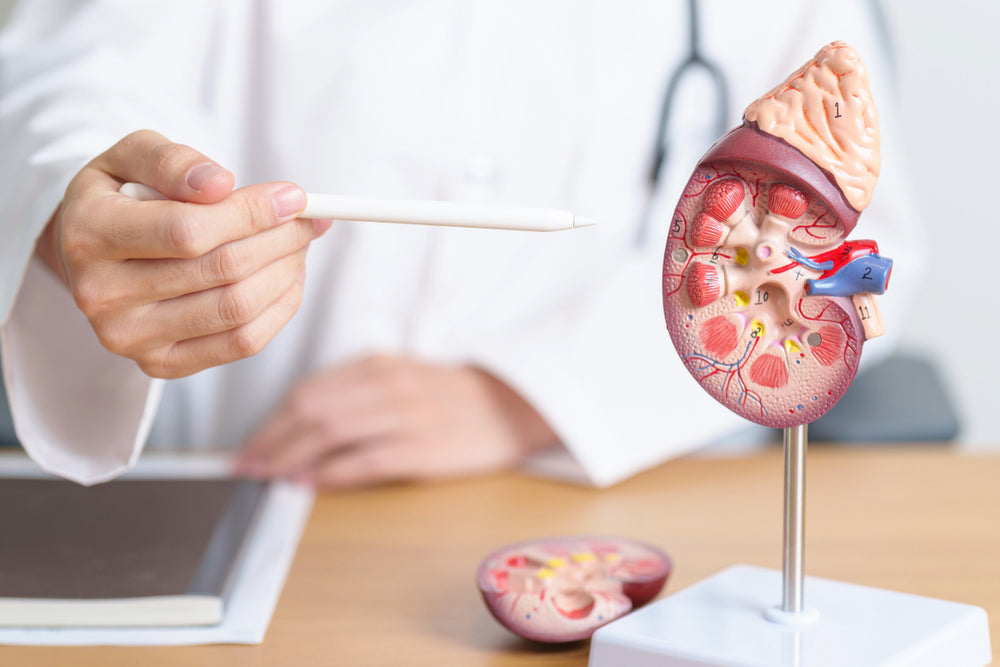 How to Avoid Kidney Stones with HidrateSpark | Smart Hydration Tips